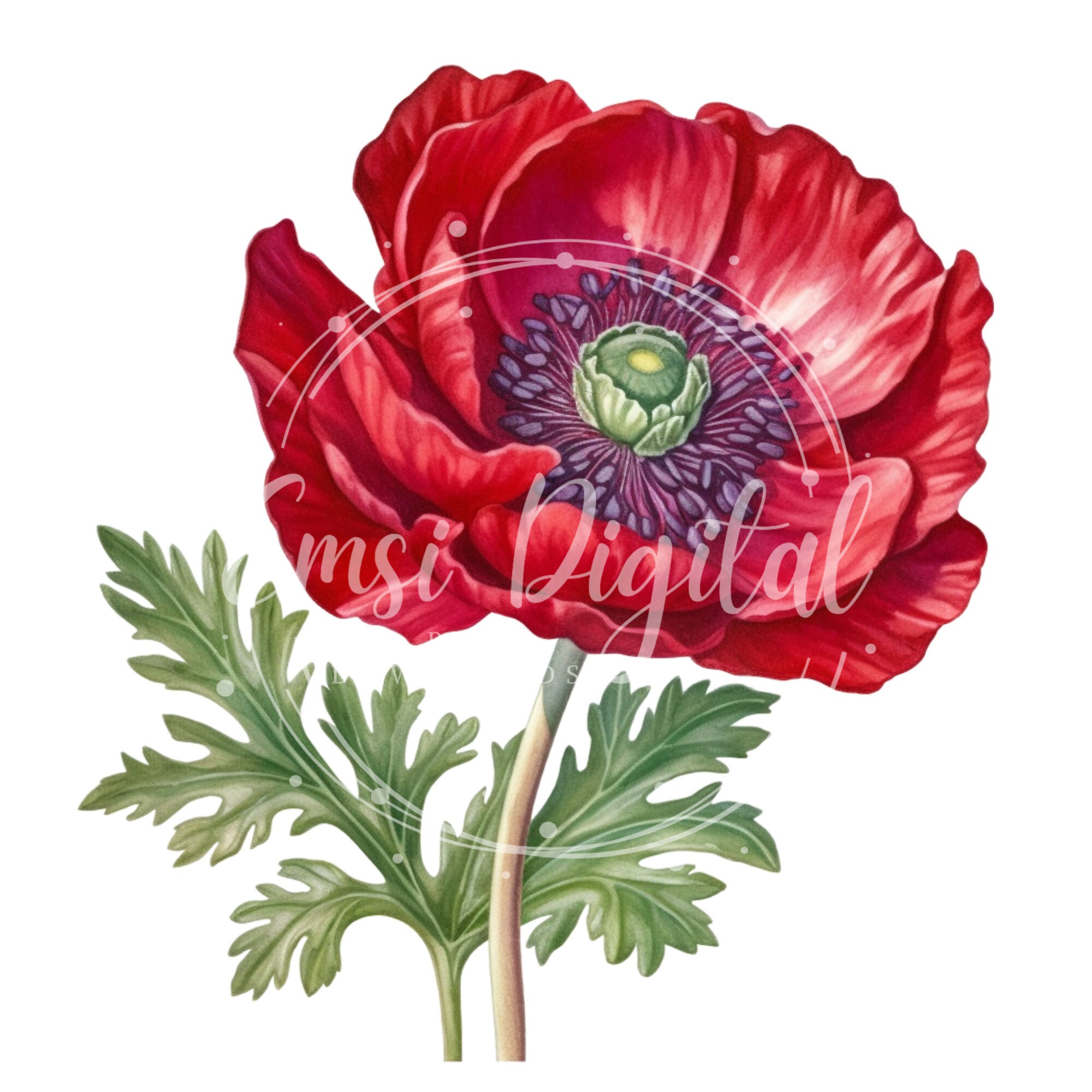 Anemone Clipart Transparent PNG High-quality Watercolor Illustration ...