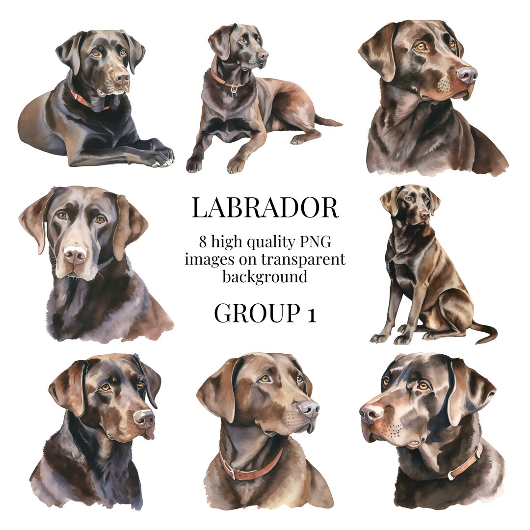 Chocolate Labrador Clipart High-quality Transparent PNG - Etsy