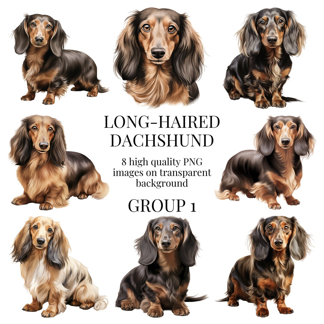 Long Haired Dachshund Clipart High-quality Transparent PNG Watercolor ...