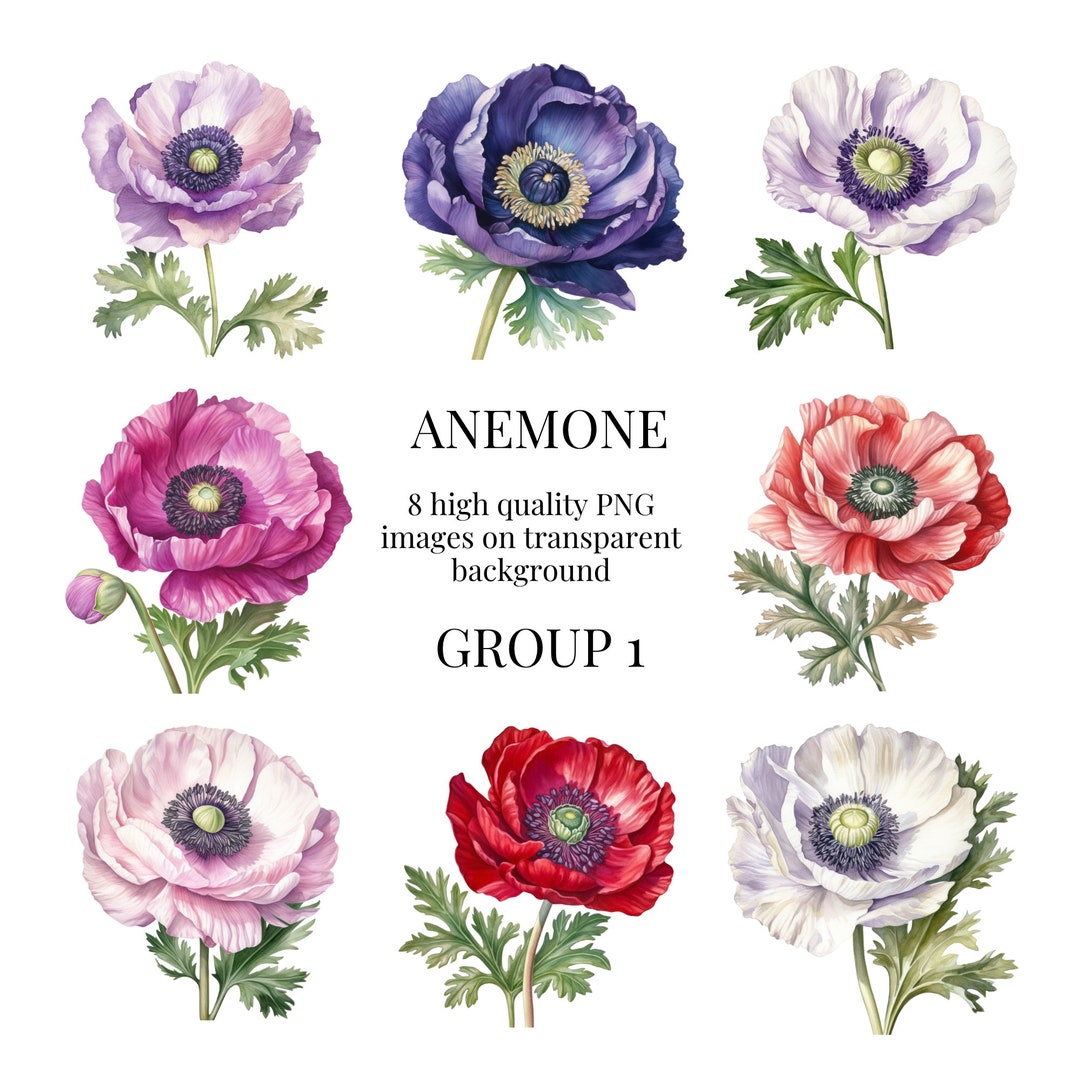 Anemone Clipart | Transparent PNG | High-quality Watercolor ...