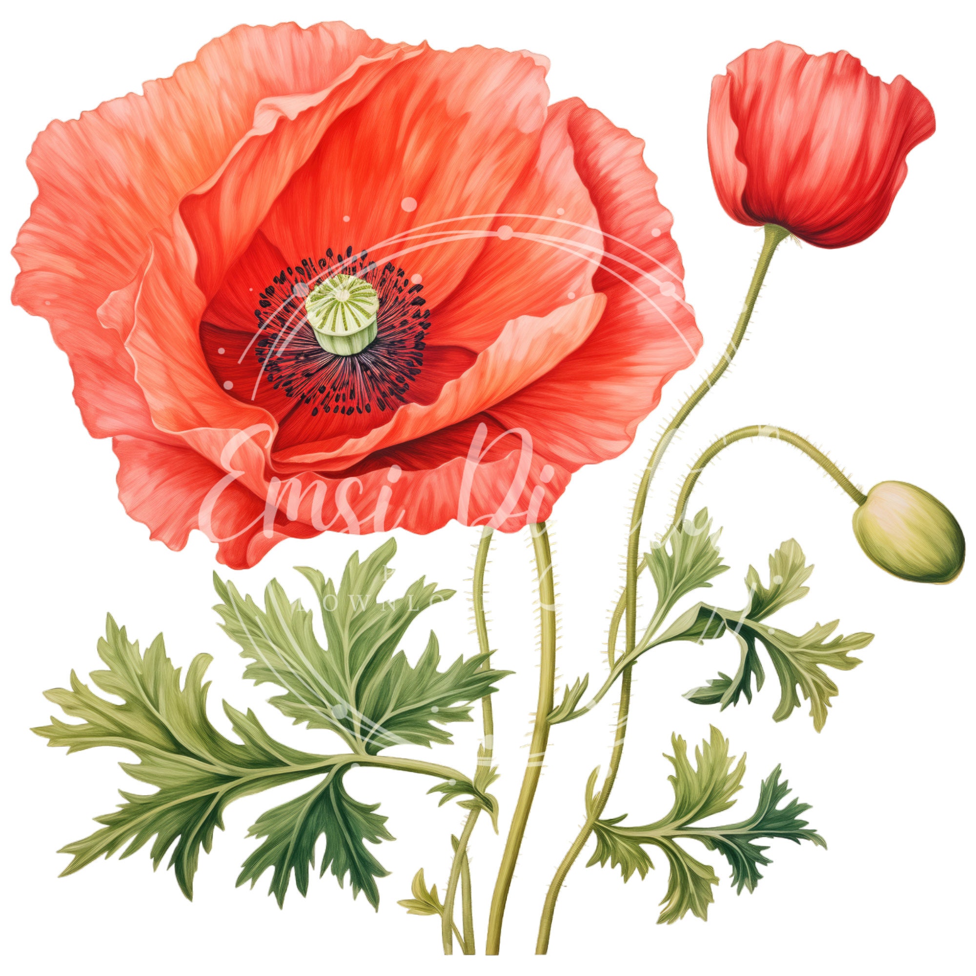 Poppy Clipart | Transparent PNG | High-quality Watercolor Illustration ...