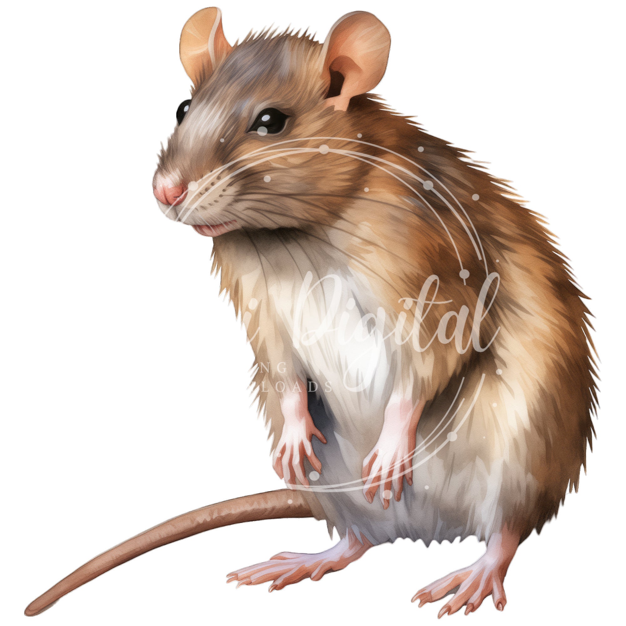 Cute Rat Clipart | High-quality Transparent PNG | Watercolor Rodent ...