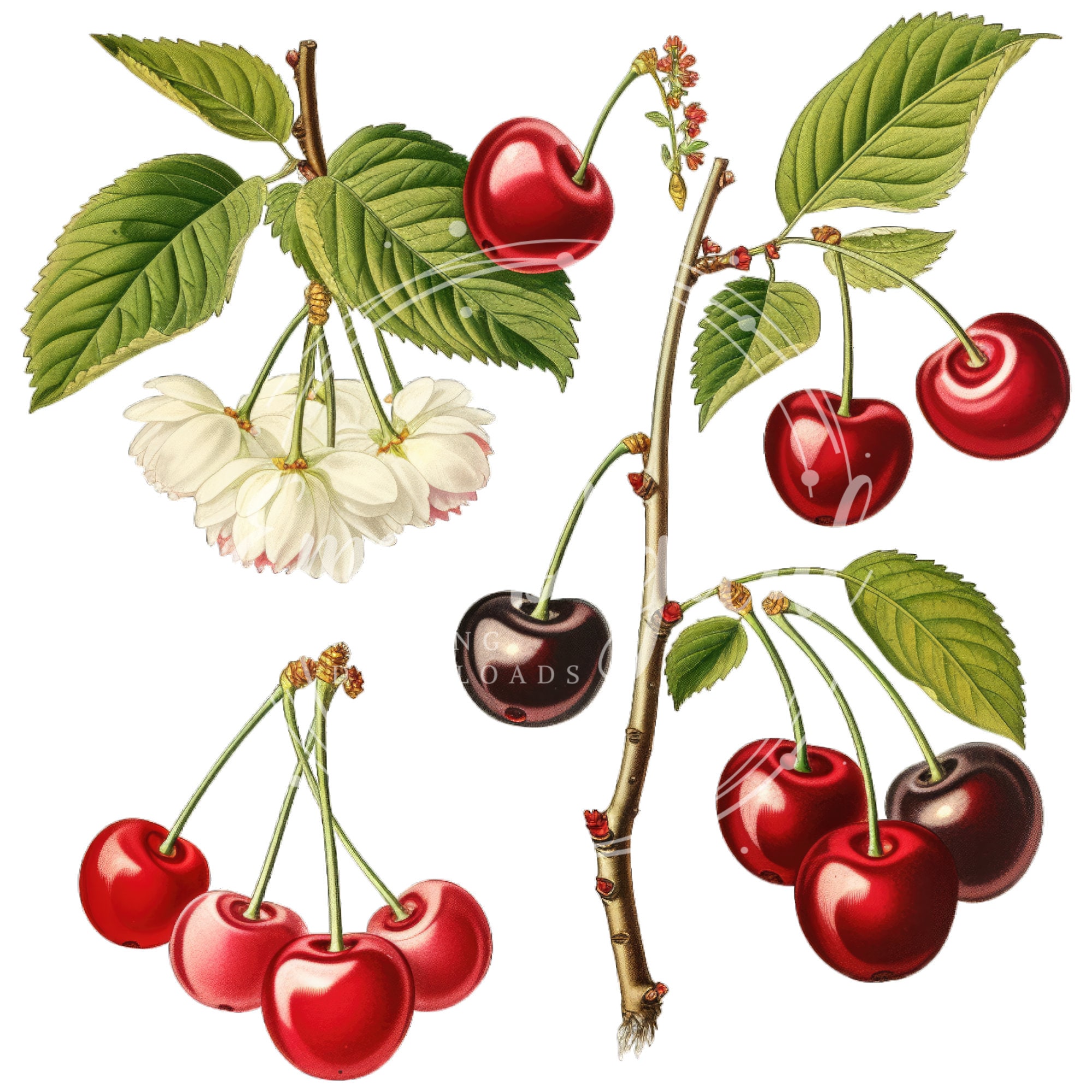 Botanical Cherry Clipart | High-quality Transparent PNG | Watercolor ...