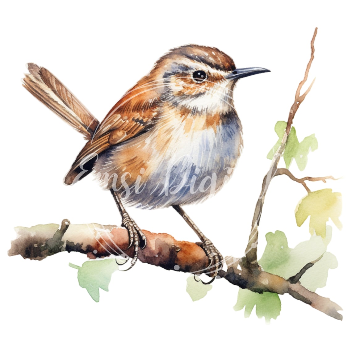 Wren Bird Clipart High-quality Transparent PNG Watercolor Illustration ...
