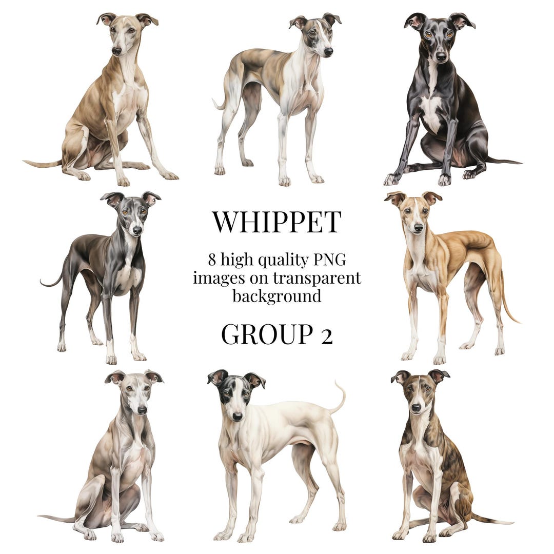 Whippet Dog Clipart | High-quality Transparent PNG | Watercolor ...