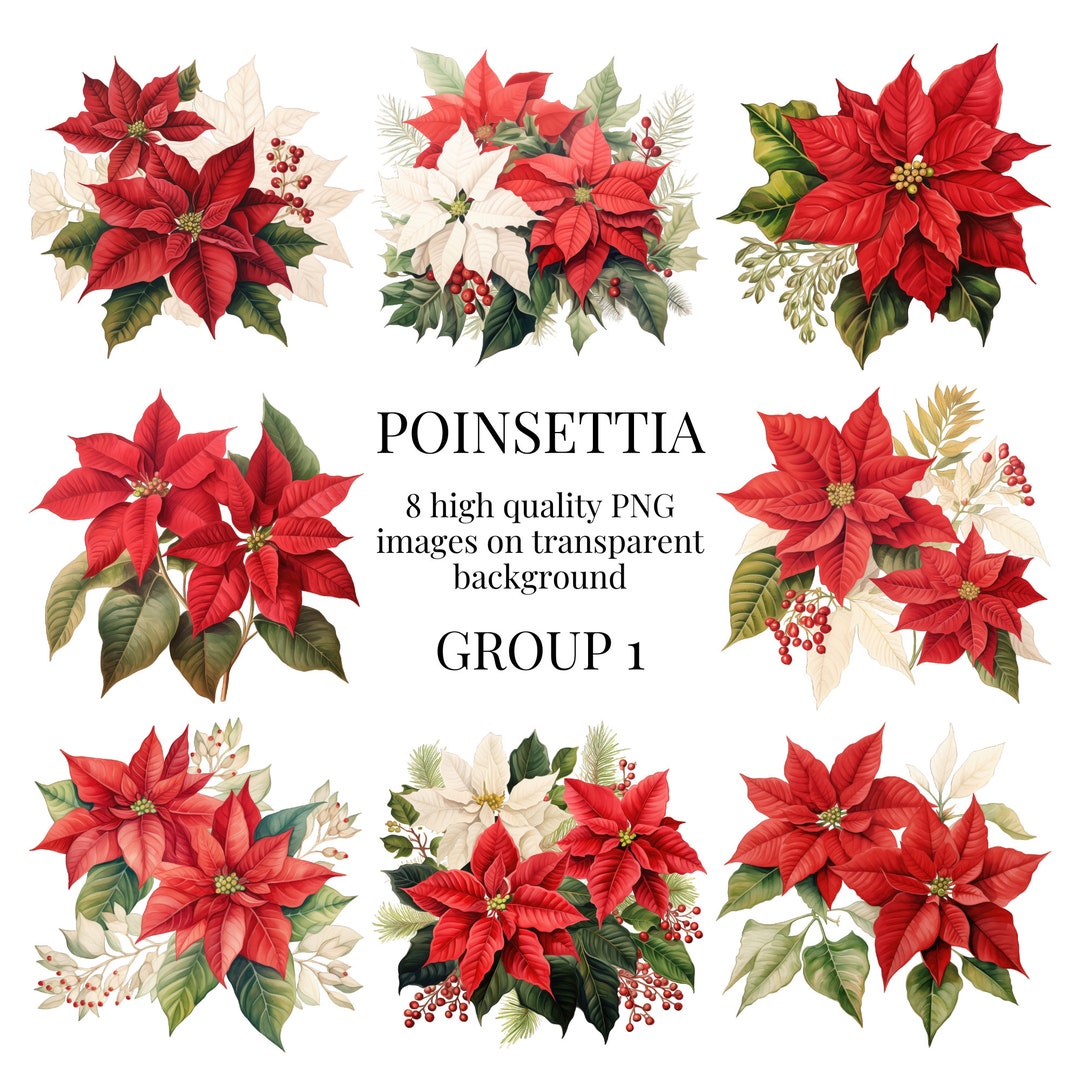 Botanical Poinsettia Clipart High-quality Transparent PNG Watercolor ...