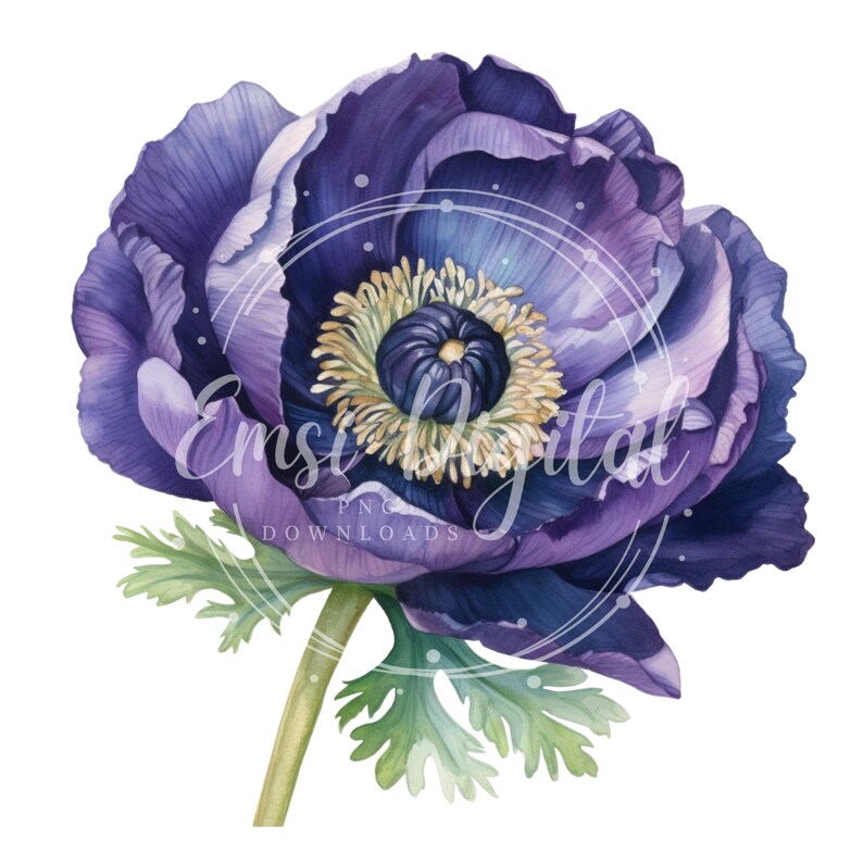 Anemone Clipart Transparent PNG High-quality Watercolor Illustration ...