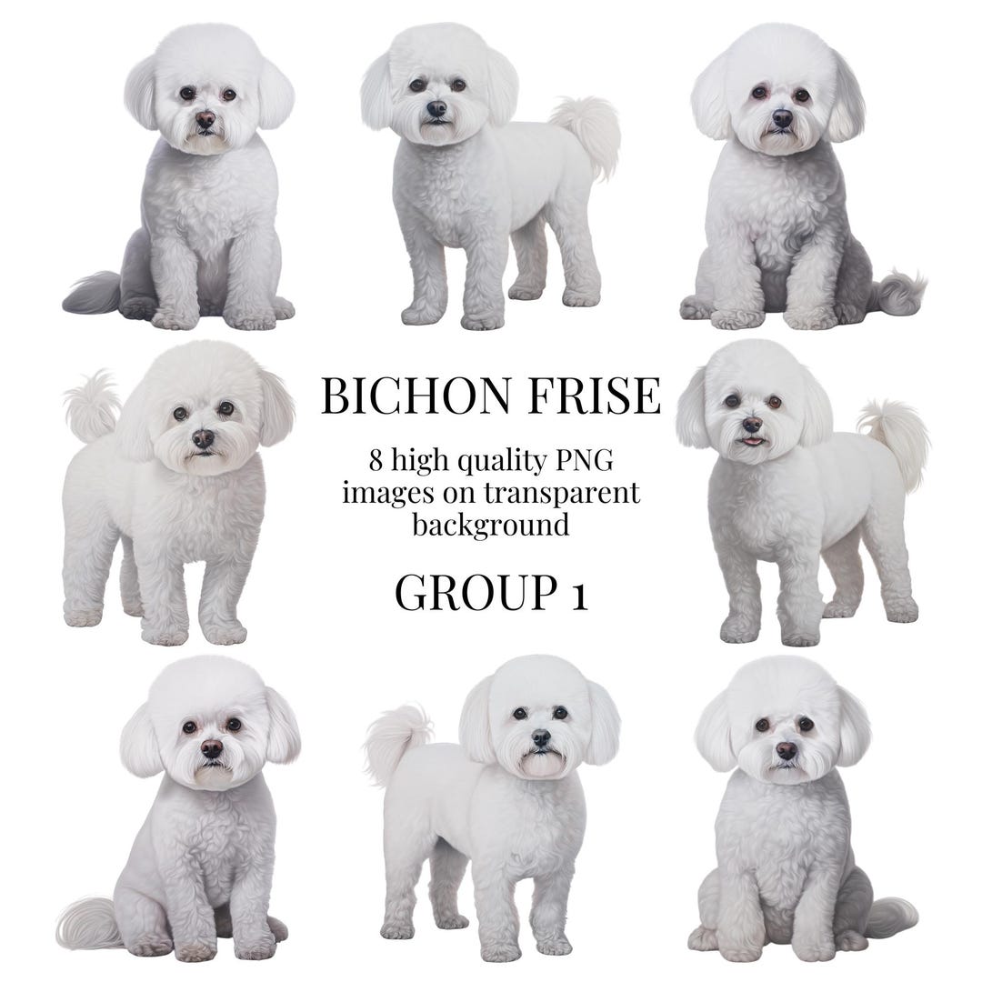 Bichon Frise Clipart | High-quality Transparent PNG | Watercolor Dog ...