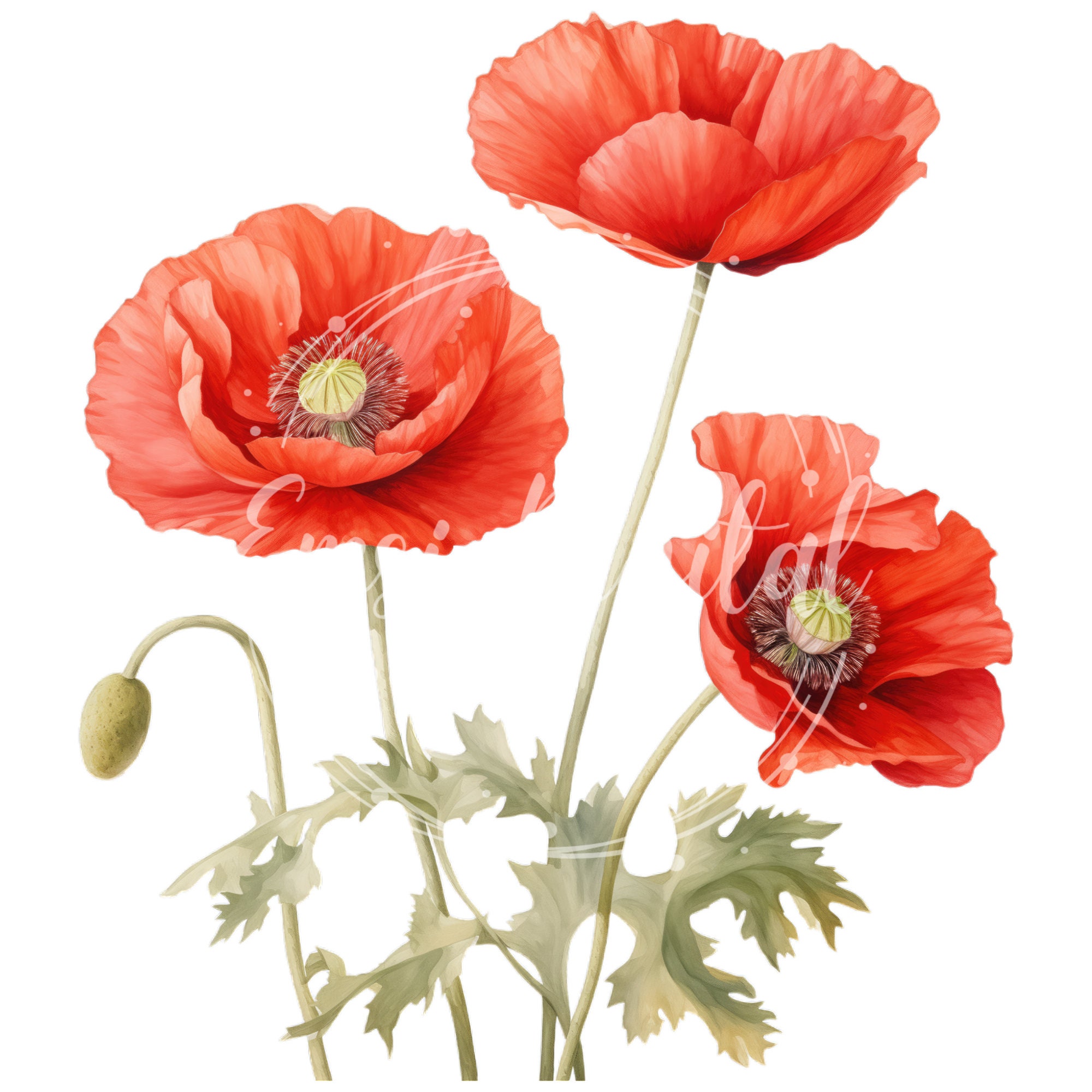 Poppy Clipart | Transparent PNG | High-quality Watercolor Illustration ...