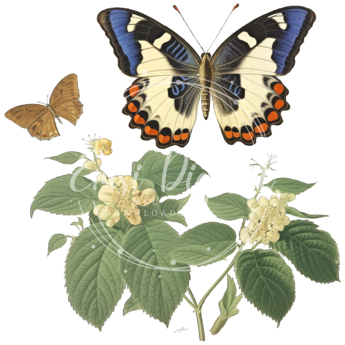 Botanical Butterflies Clipart High-quality Transparent PNG - Etsy