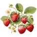 Botanical Strawberry Clipart | High-quality Transparent PNG ...