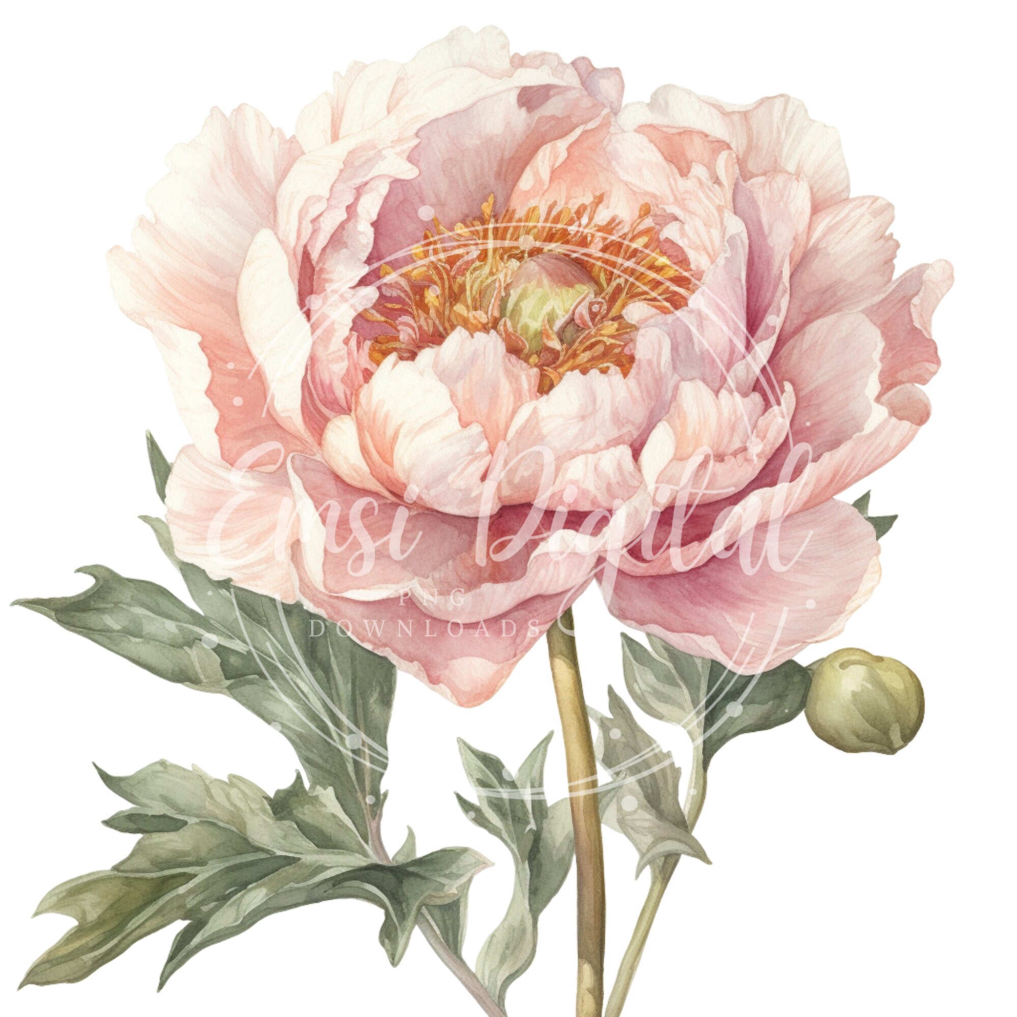 Peony Clipart Transparent PNG High-quality Watercolor - Etsy