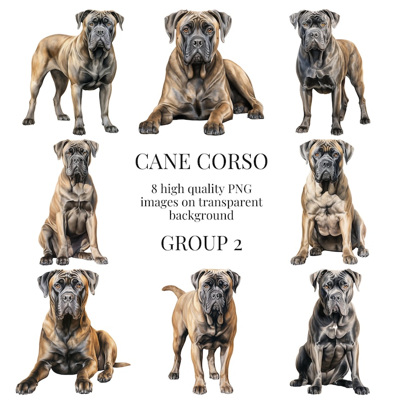 Cane Corso Clipart | High-quality Transparent PNG | Watercolor ...