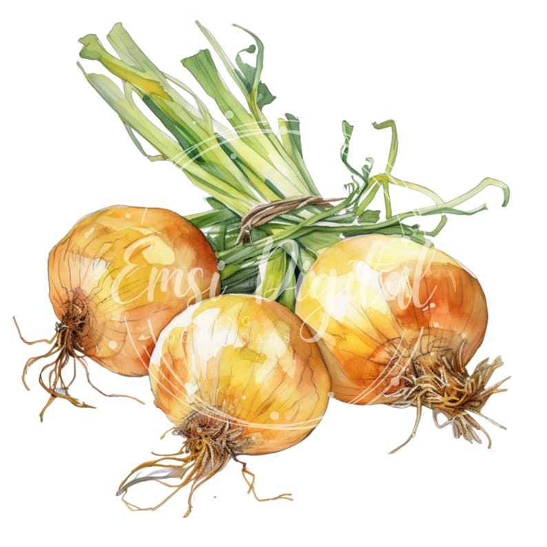 Vegetable Clipart Transparent PNG High-quality Watercolor - Etsy