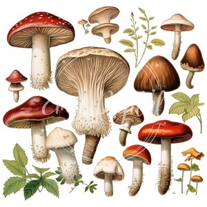 Botanical Mushroom Clipart | Transparent PNG | High-quality Watercolor ...