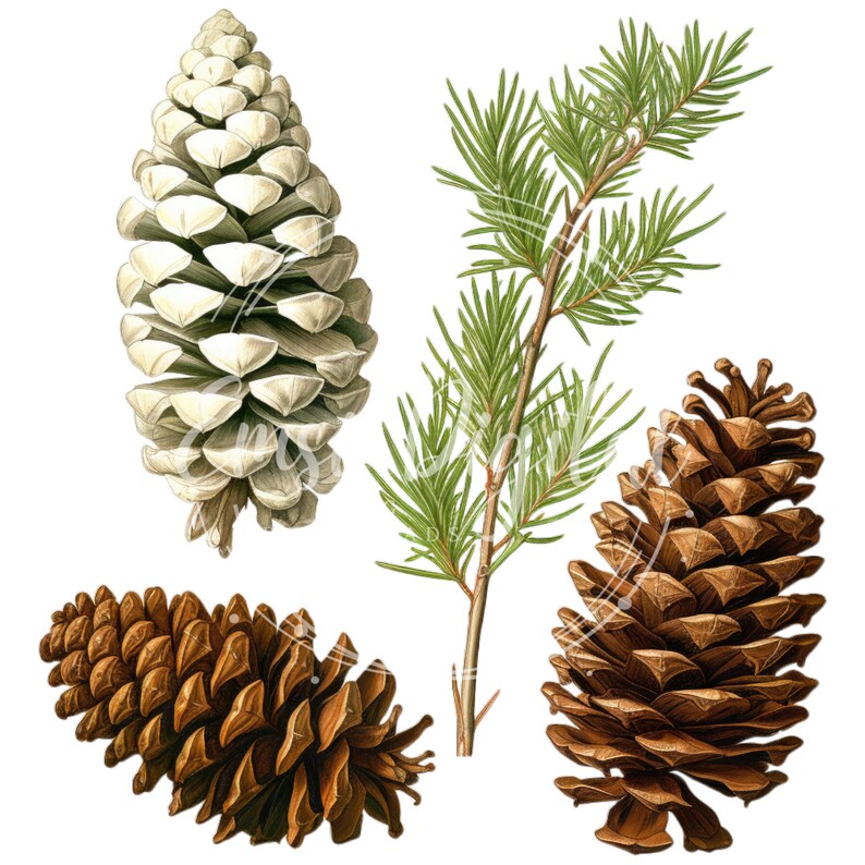 Botanical Pine Cones Clipart High-quality Transparent PNG Watercolor ...