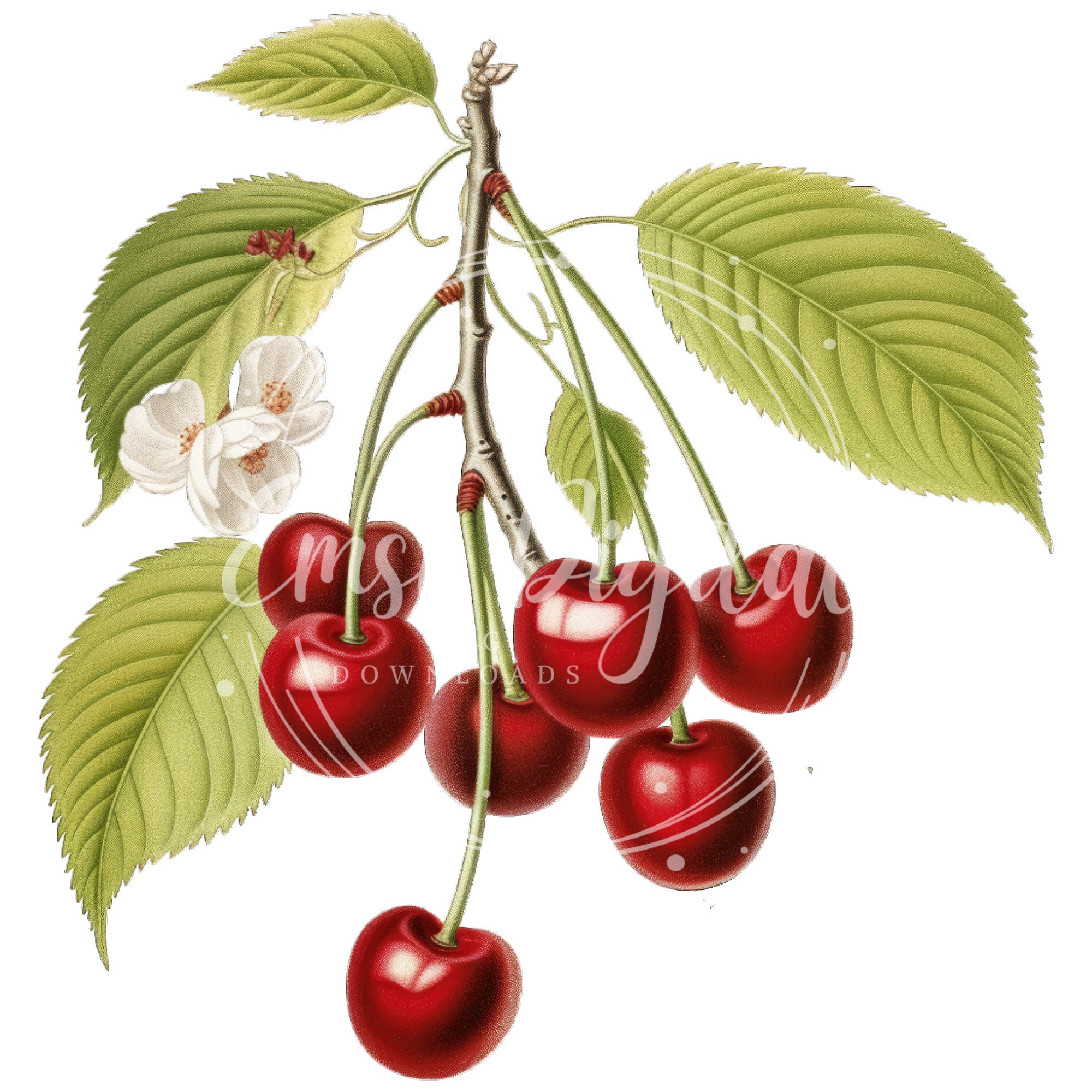 Botanical Cherry Clipart | High-quality Transparent PNG | Watercolor ...