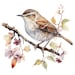 Wren Bird Clipart | High-quality Transparent PNG | Watercolor ...