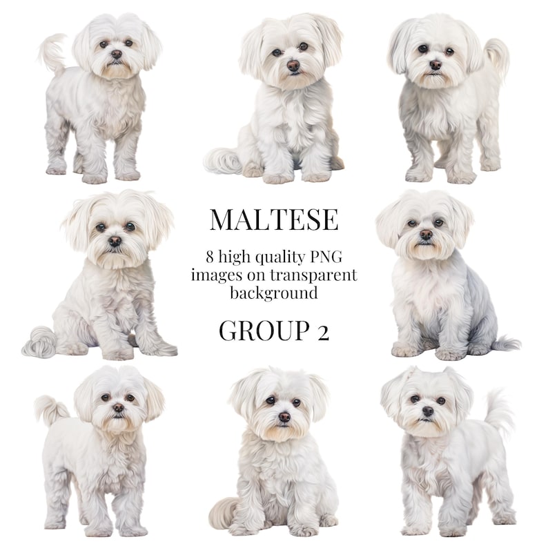 Maltese Clipart | High-quality Transparent PNG | Watercolor Dog ...