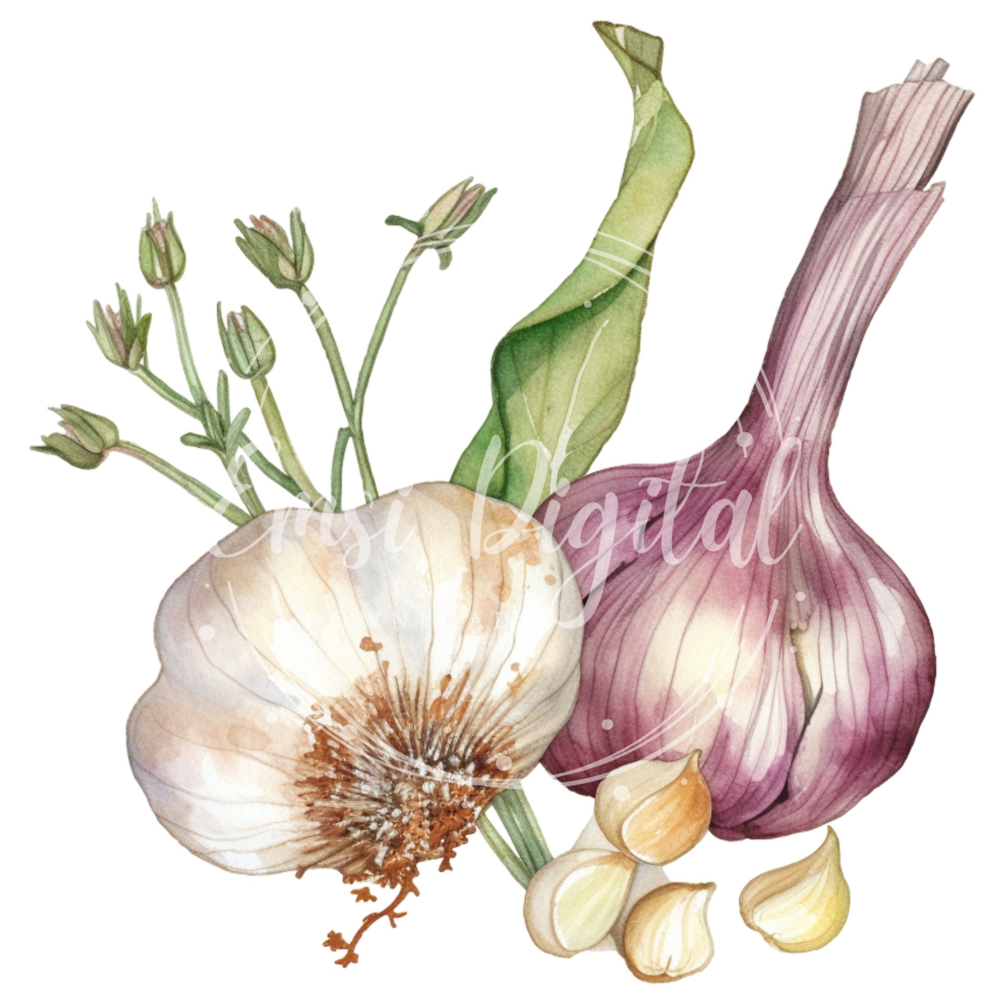 Vegetable Clipart Transparent PNG High-quality Watercolor - Etsy