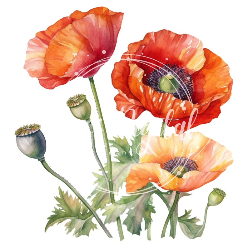 Poppy Clipart Transparent PNG High-quality Watercolor - Etsy