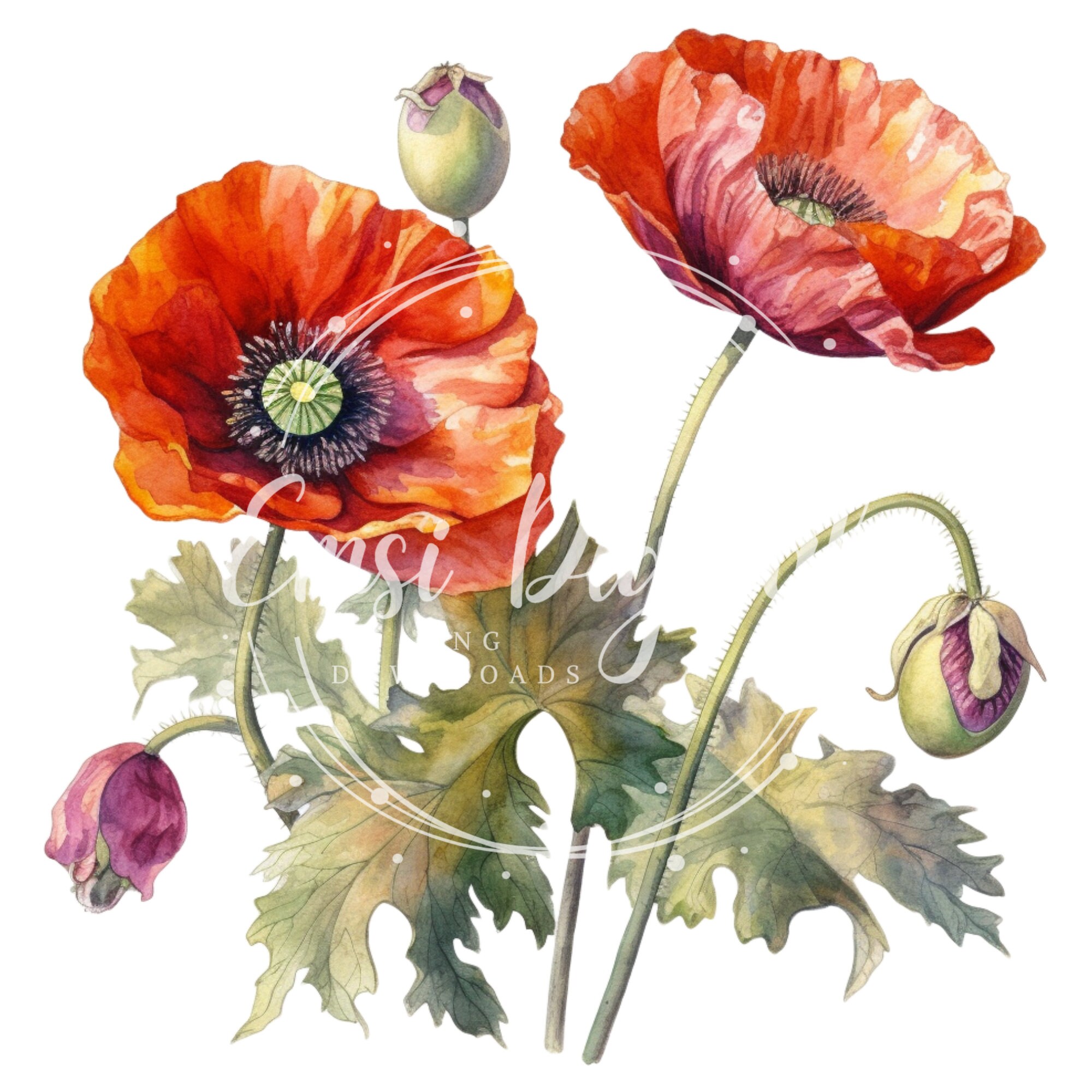 Poppy Clipart Transparent PNG High-quality Watercolor - Etsy