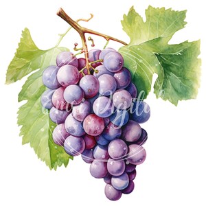 Fruit Clip Art | Transparent PNG | Watercolor Illustration | Kitchen ...