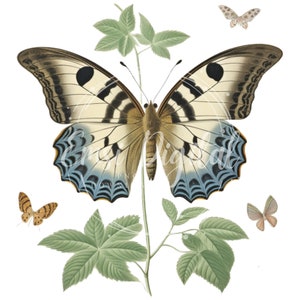 Botanical Butterflies Clipart | High-quality Transparent PNG ...