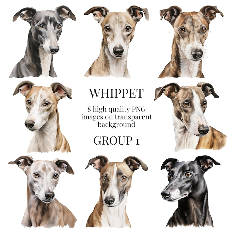 Whippet Dog Clipart | High-quality Transparent PNG | Watercolor ...