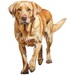 Yellow Labrador Clipart High-quality Transparent PNG Watercolor Dog ...