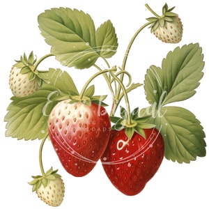 Botanical Strawberry Clipart | High-quality Transparent PNG ...