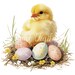 Easter Chick Clipart | High-quality Transparent PNG | Watercolor ...