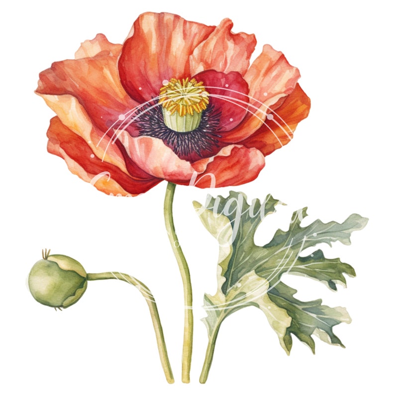 Poppy Clipart Transparent PNG High-quality Watercolor - Etsy