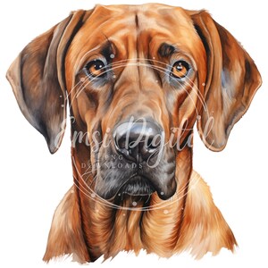 Rhodesian Ridgeback Clipart | High-quality Transparent PNG | Watercolor ...