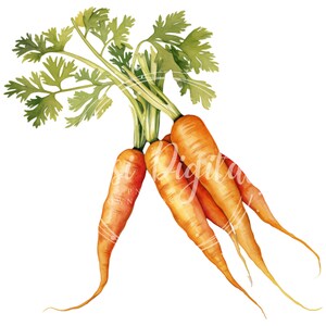 Vegetable Clipart | Transparent PNG | High-quality Watercolor ...