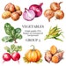 Vegetable Clipart Transparent PNG High-quality Watercolor Illustration ...