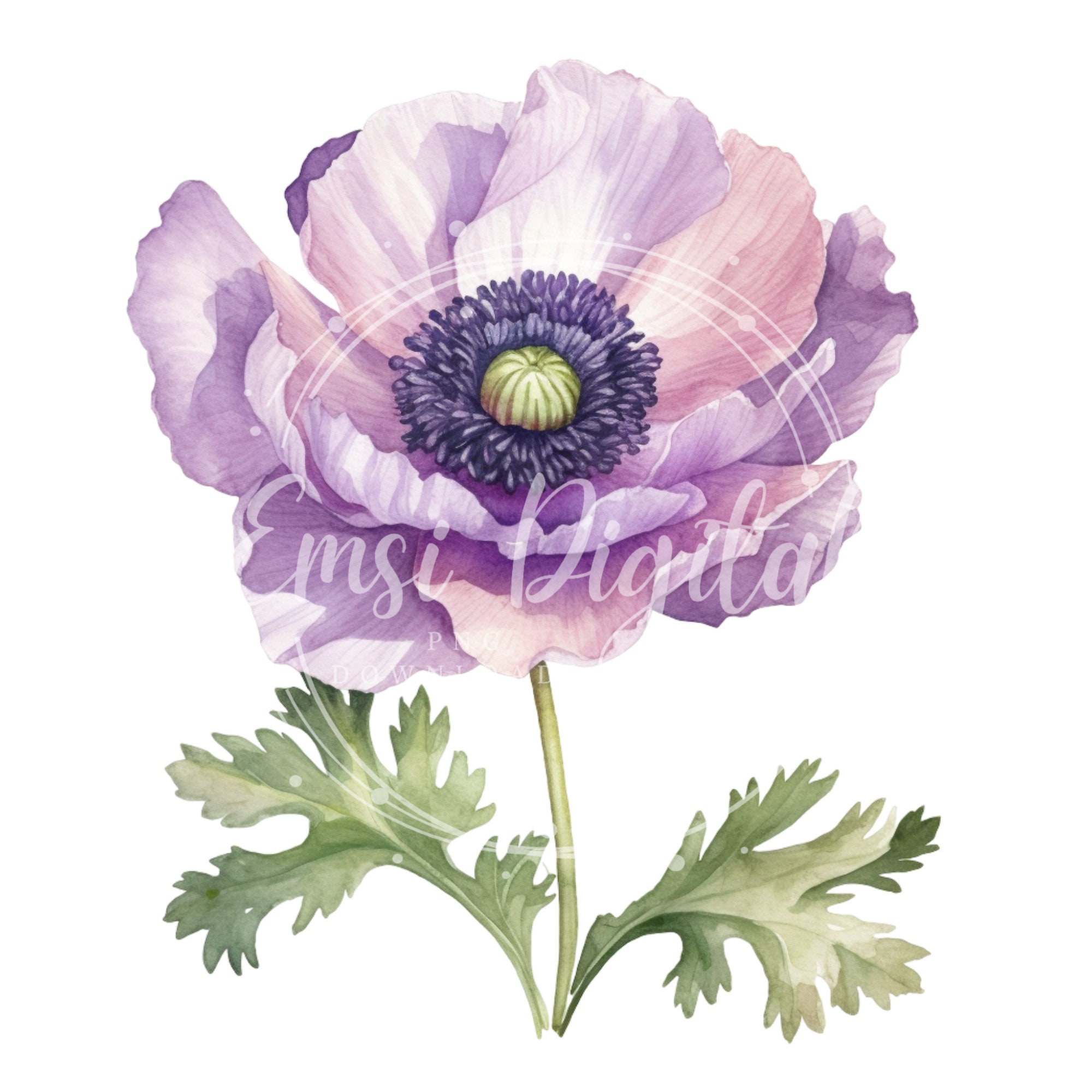 Anemone Clipart Transparent PNG High-quality Watercolor Illustration ...