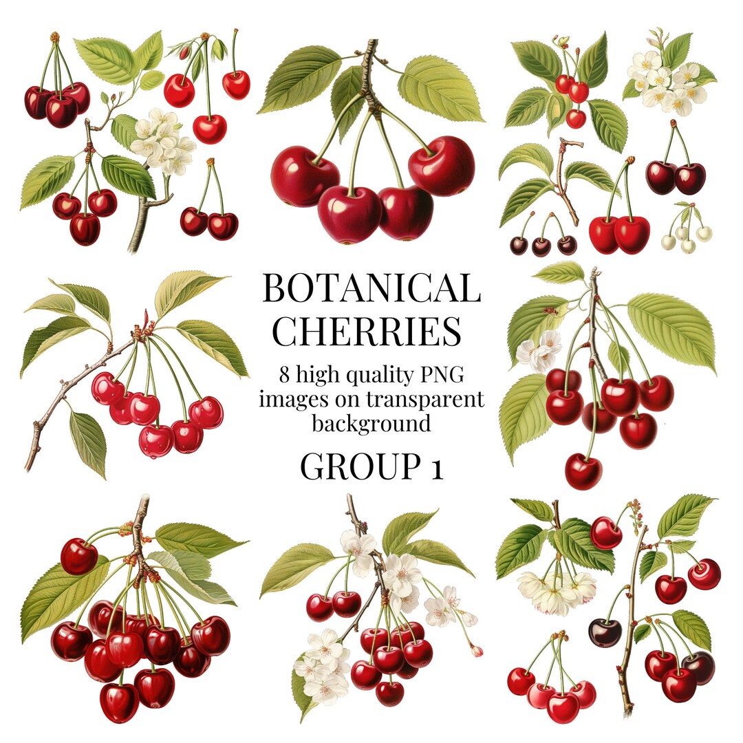 Botanical Cherry Clipart | High-quality Transparent PNG | Watercolor ...