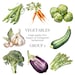 Vegetable Clipart Transparent PNG High-quality Watercolor Illustration ...