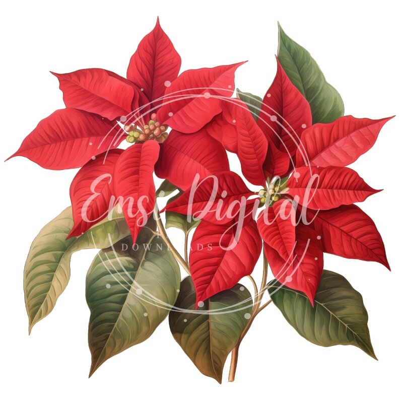 Botanical Poinsettia Clipart | High-quality Transparent PNG ...