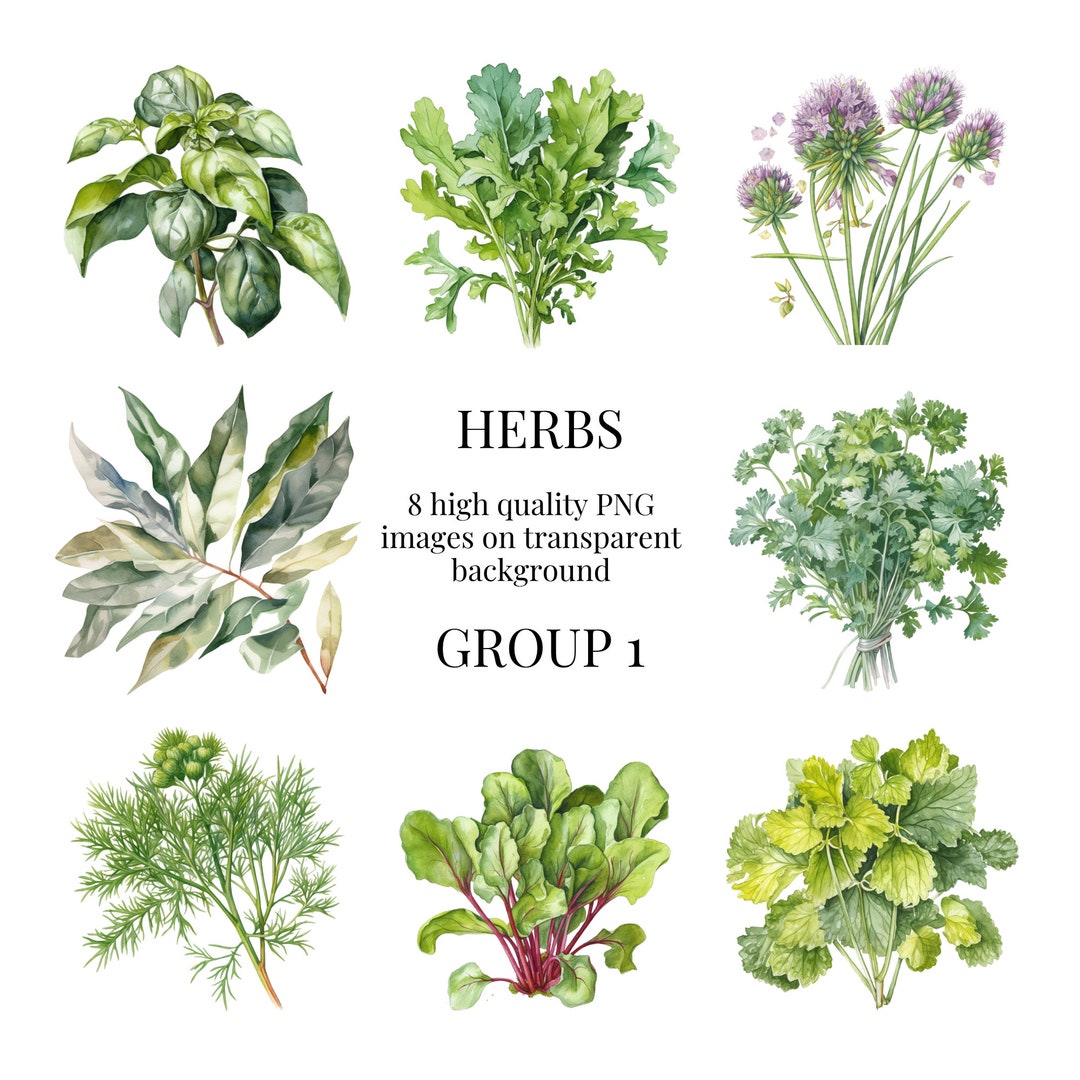 Herbs Clipart Transparent PNG High-quality Watercolor - Etsy