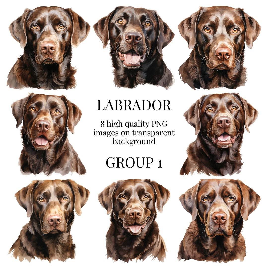 Chocolate Labrador Clipart | High-quality Transparent PNG | Watercolor ...