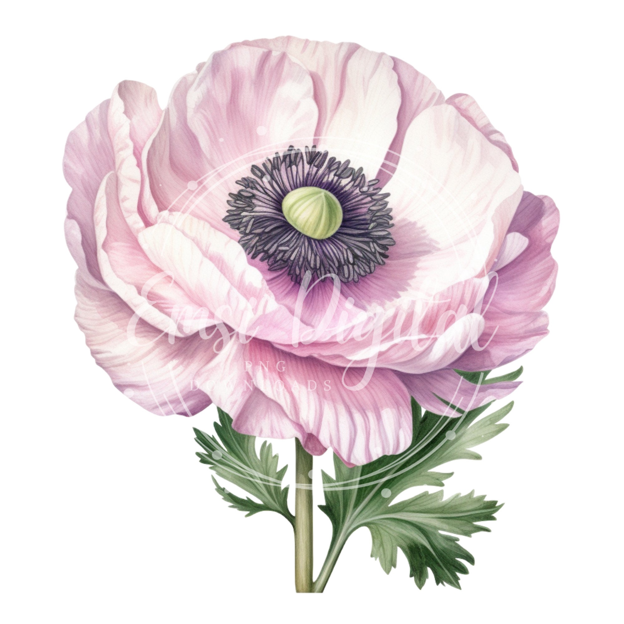 Anemone Clipart Transparent PNG High-quality Watercolor Illustration ...