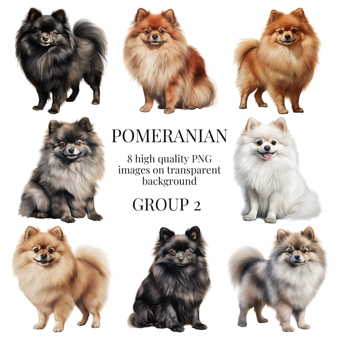 Pomeranian Clipart | High-quality Transparent PNG | Watercolor Dog ...