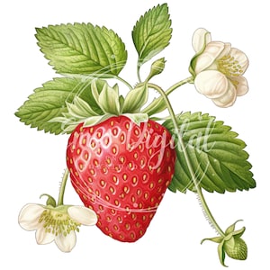 Botanical Strawberry Clipart | High-quality Transparent PNG ...