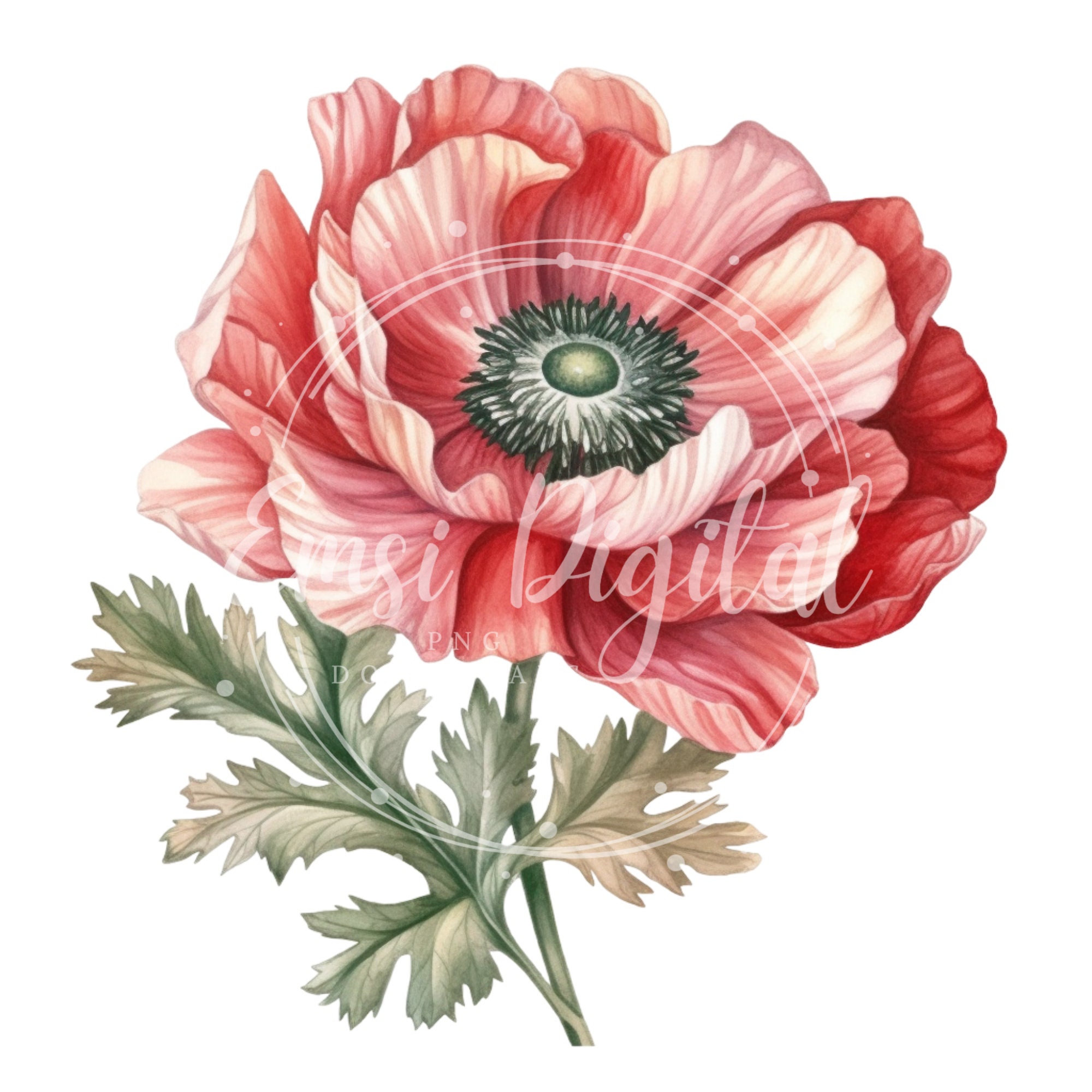 Anemone Clipart Transparent PNG High-quality Watercolor Illustration ...