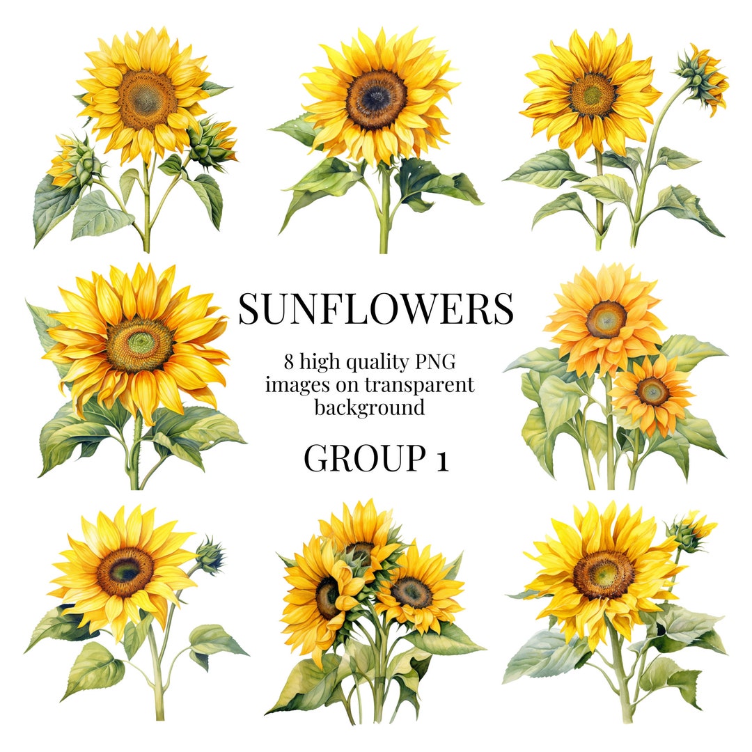 Sunflower Clipart | Transparent PNG | High-quality Watercolor ...