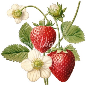 Botanical Strawberry Clipart | High-quality Transparent PNG ...