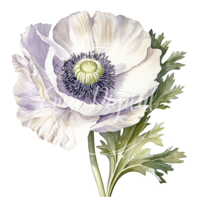 Anemone Clipart Transparent PNG High-quality Watercolor Illustration ...