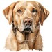 Yellow Labrador Clipart | High-quality Transparent PNG | Watercolor Dog ...